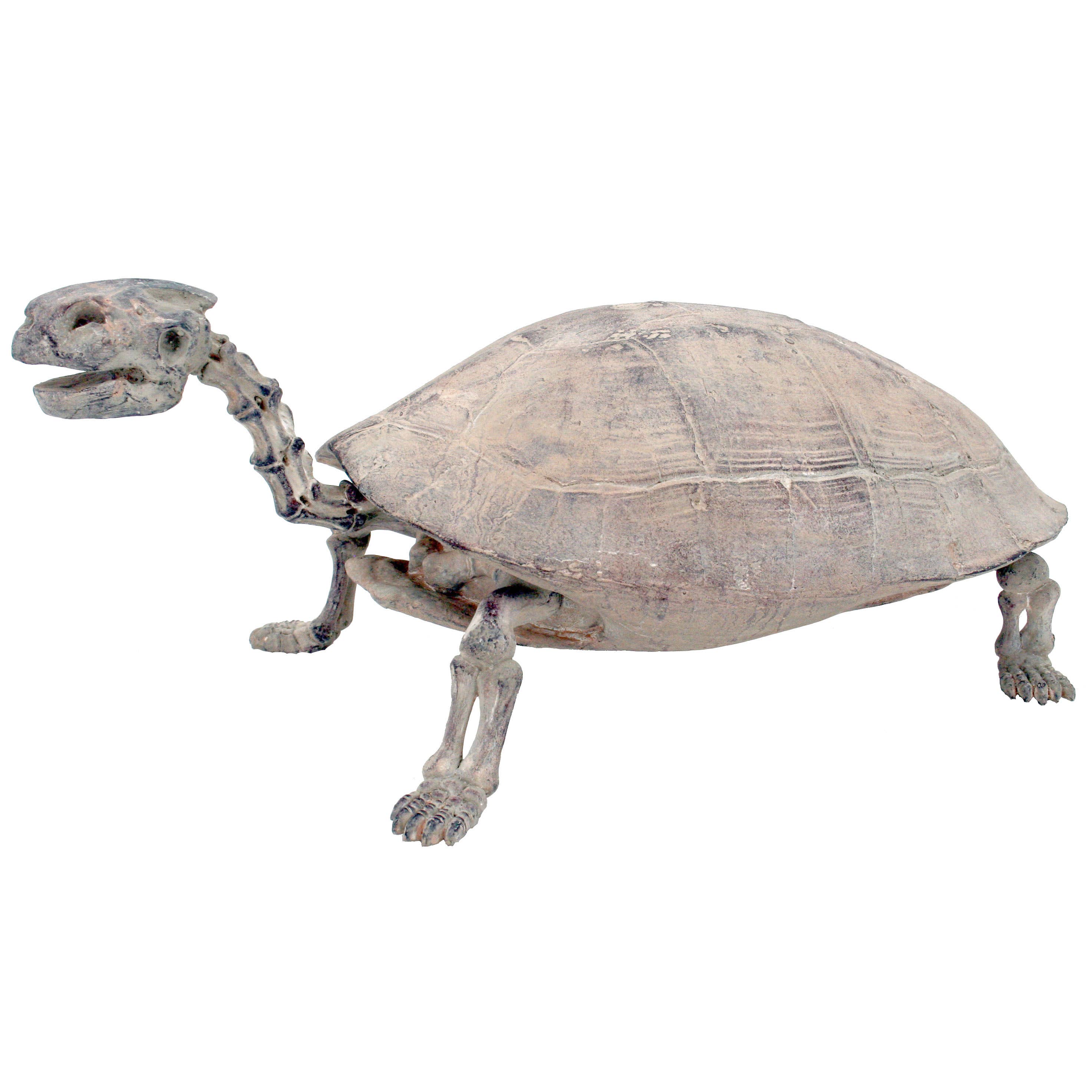 Turtle Fossil – The Wayfinder Society