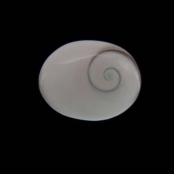 Shiva Shell – The Wayfinder Society